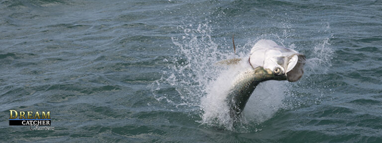 Key West Fishing Report